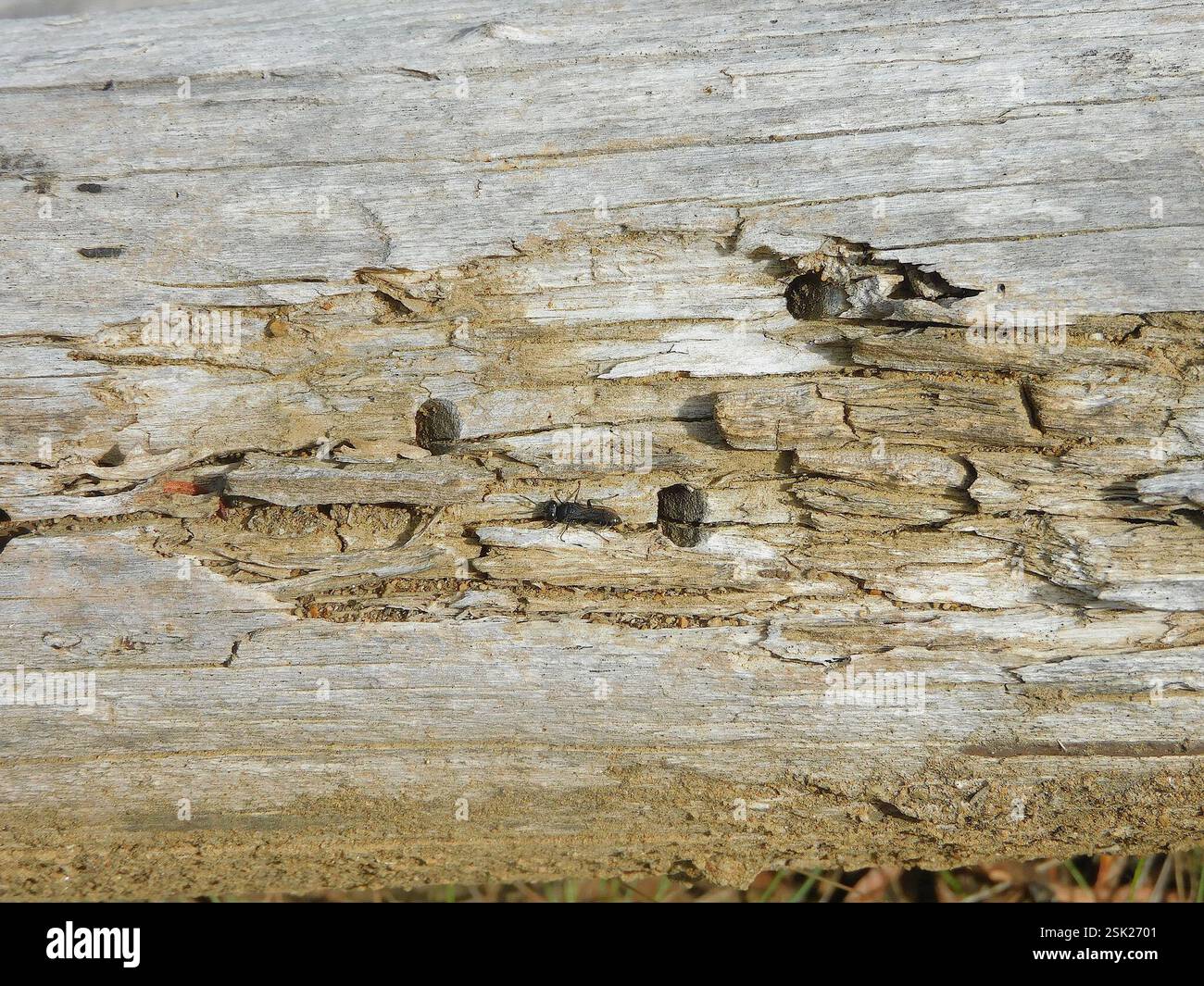 Bees and Apoid Wasps (Apoidea), Insecta, Hobart TAS, Australia Stock ...