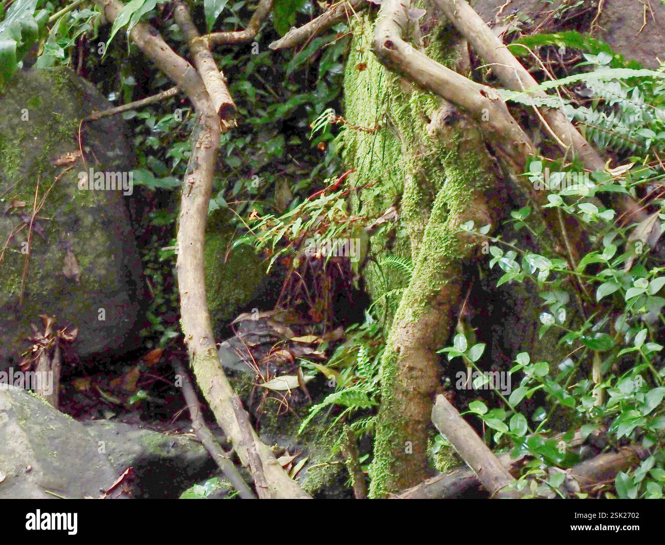 Sutherland begonia (Begonia sutherlandii), Plantae, Chase Valley ...