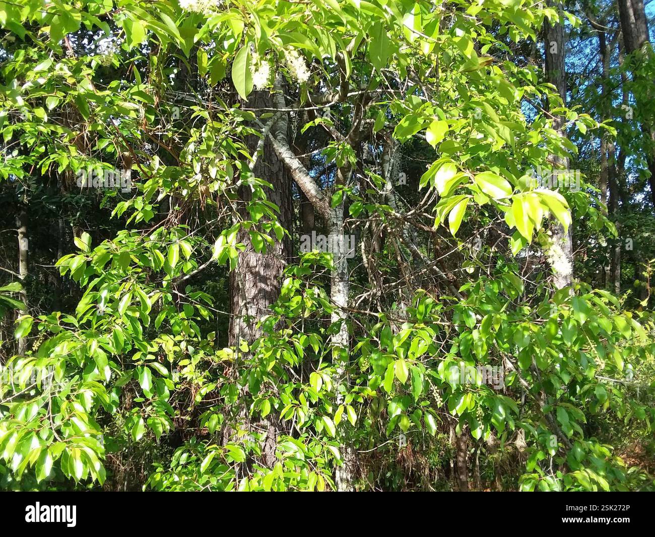 black cherry (Prunus serotina), Plantae, Windsor Forest, Savannah, GA ...