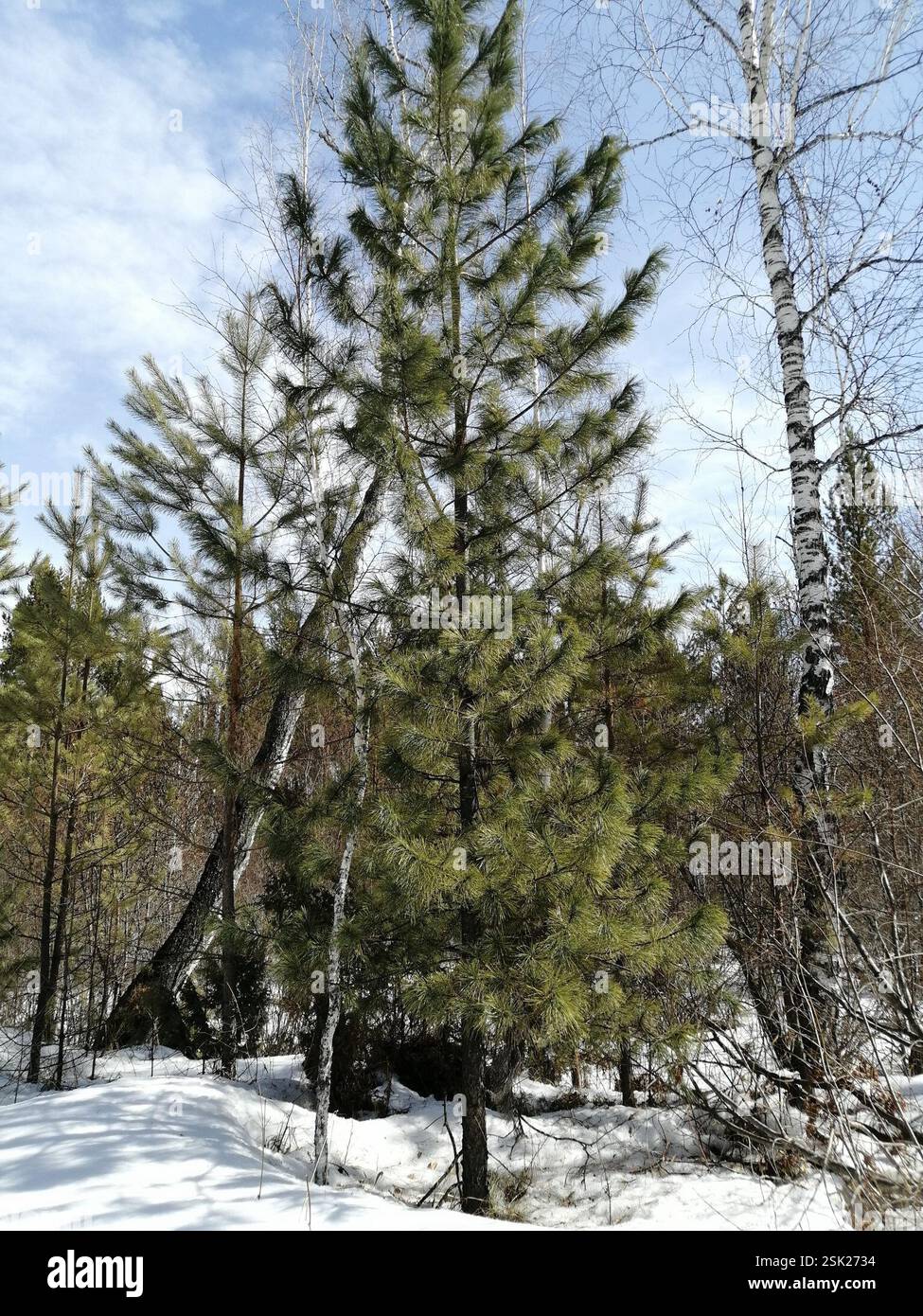 Siberian pine (Pinus sibirica), Plantae, Иркутская обл., Россия, 665490 ...