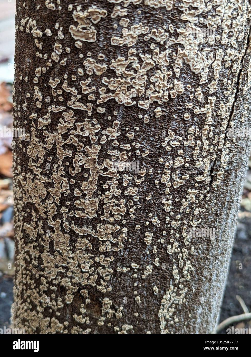 Smooth Patch Disease (Aleurodiscus oakesii), Fungi, Emerson Hall ...