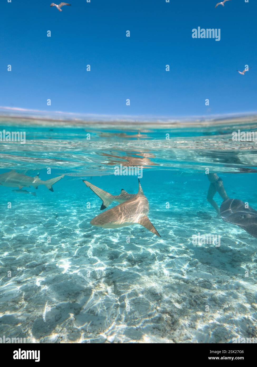 Bora bora reef fish hi-res stock photography and images - Alamy