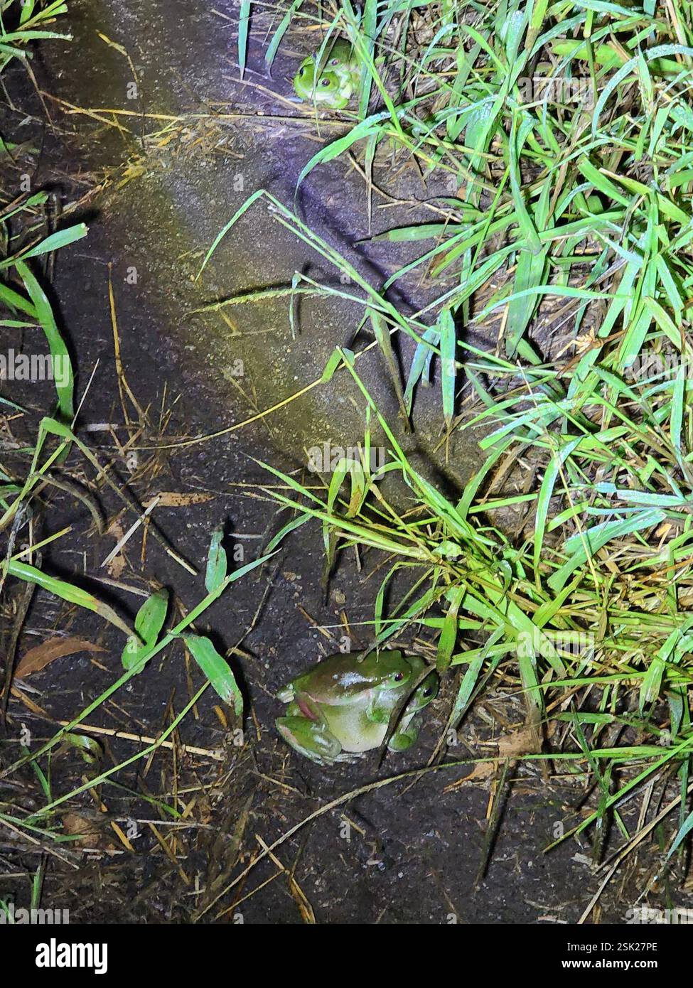 Australian Green Tree Frog (Ranoidea caerulea), Amphibia, Bouldercombe ...