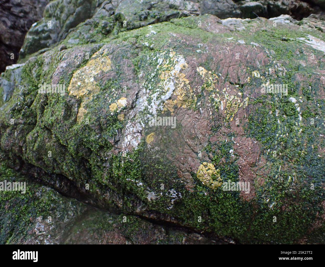 common lichens (Lecanoromycetes), Fungi, Capital, BC, Canada, In the ...