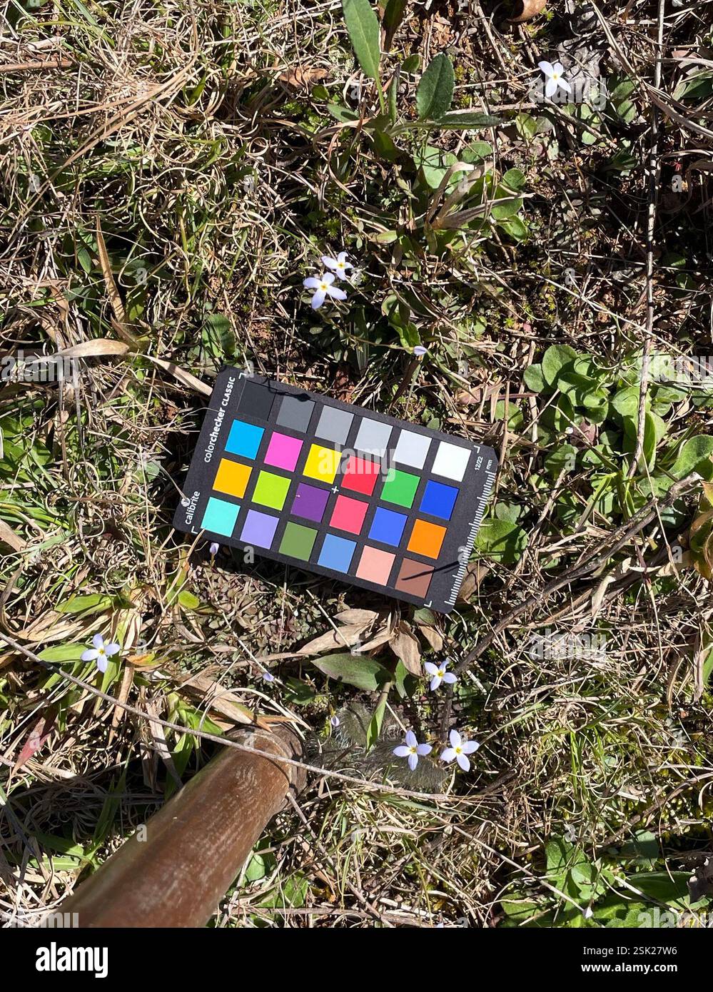 azure bluet (Houstonia caerulea), Plantae, Cameron-Briley Rd, Polkton ...