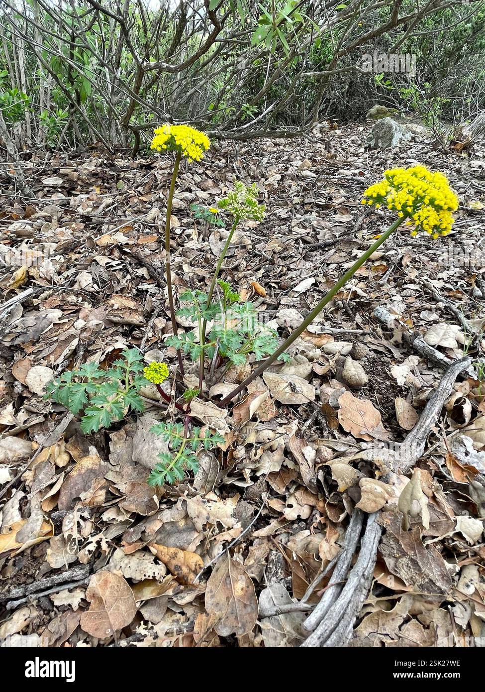 small-leaved lomatium (Lomatium parvifolium), Plantae, Monterey County ...