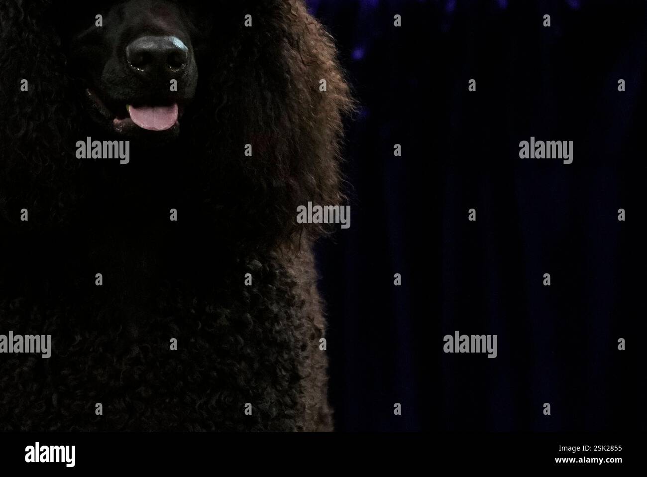 An Irish Water Spaniel holds their tongue out in the group sporting ...