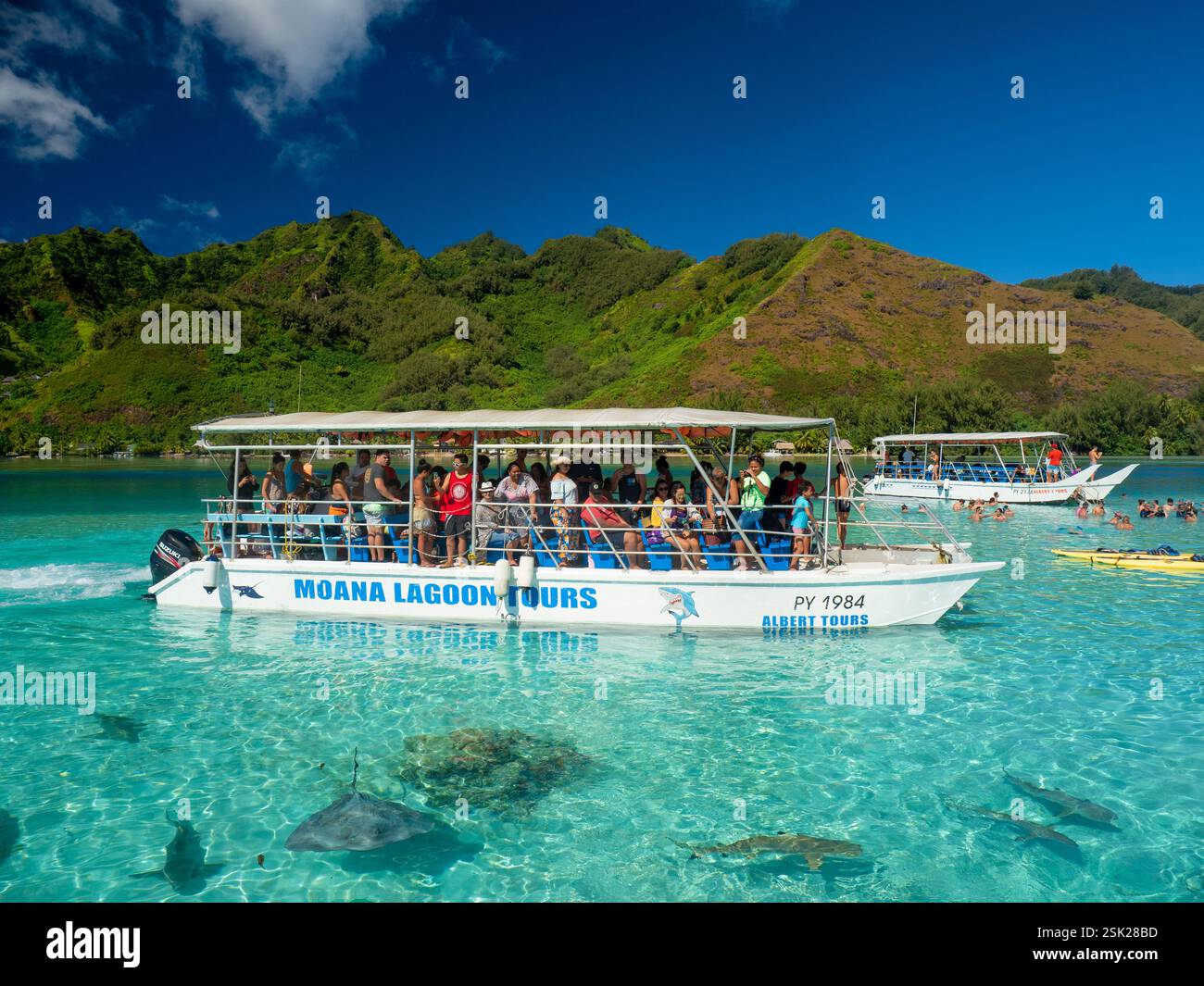 Lagoon in Moorea with reef sharks and stingrays Stock Photo - Alamy