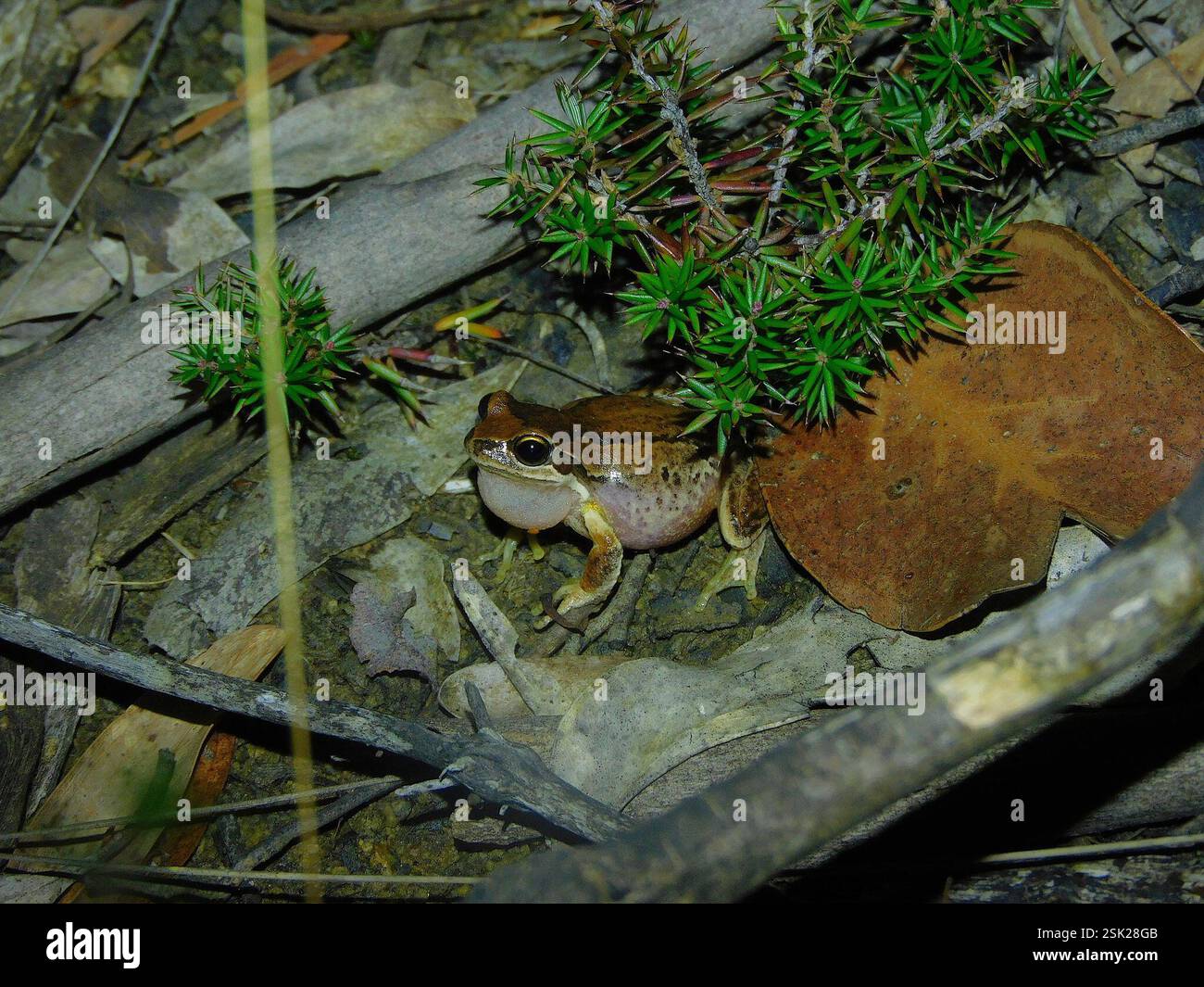 Brown Tree Frog (Litoria ewingii), Amphibia, Hobart TAS, Australia ...