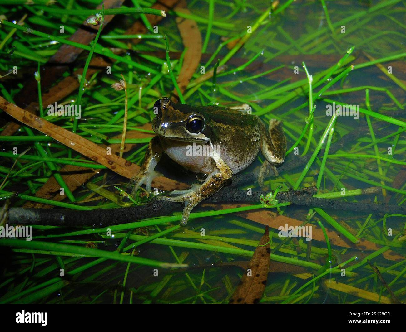 Brown Tree Frog (Litoria ewingii), Amphibia, Hobart TAS, Australia ...