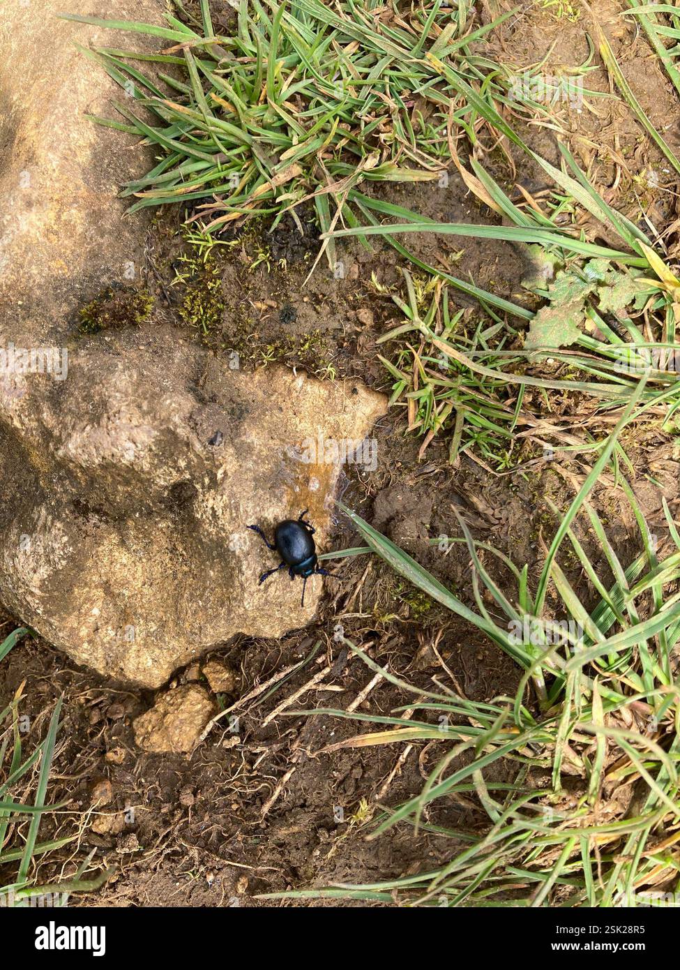Lesser Bloody-nosed Beetle (Timarcha goettingensis), Insecta, Ham Hill ...