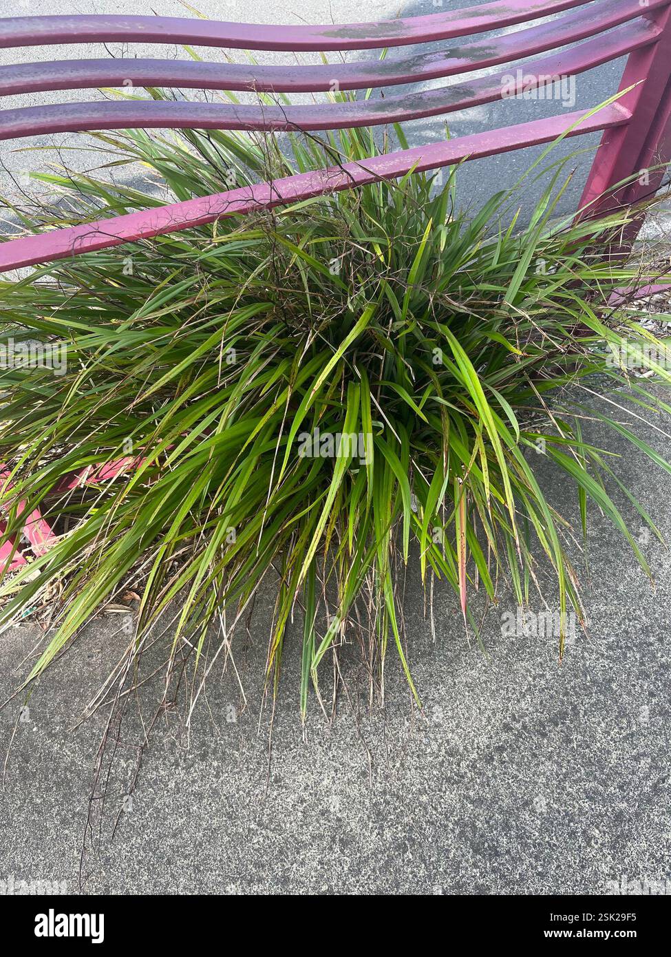 flax-lilies (Dianella), Plantae, North Island, Auckland, Auckland, NZ ...