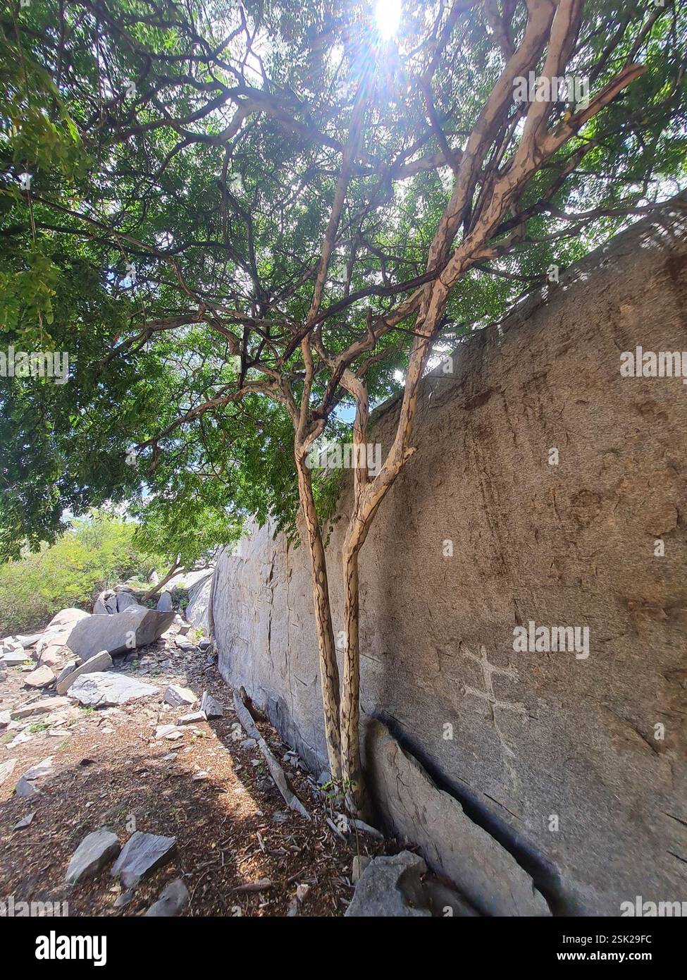 Brazilian ironwood (Libidibia ferrea), Plantae, Taperoá - PB, 58680-000 ...