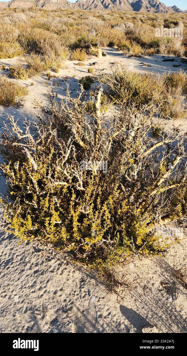 Physicnut (Jatropha cuneata), Plantae, Bahía de Loreto, Loreto, MX-BS ...
