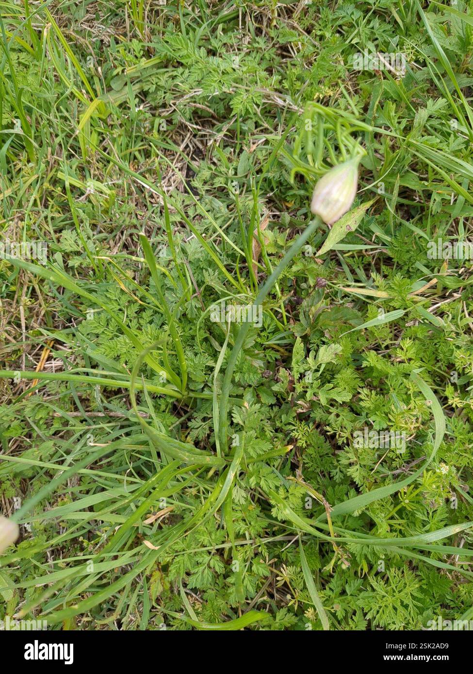 Canadian Meadow garlic (Allium canadense), Plantae, Ennis, TX, USA ...