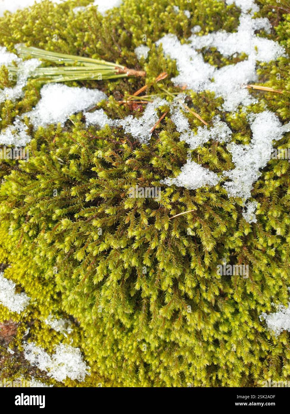 Rambling Tail-moss (Anomodon viticulosus), Plantae, Hazel Bird Nature ...