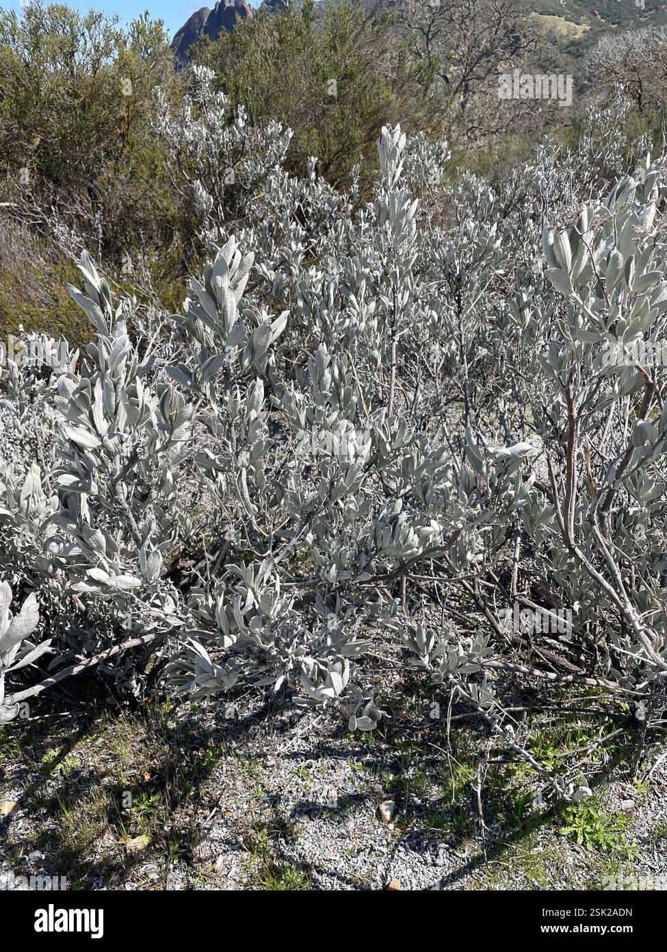 Woolly Yerba Santa (Eriodictyon tomentosum), Plantae, San Benito County ...