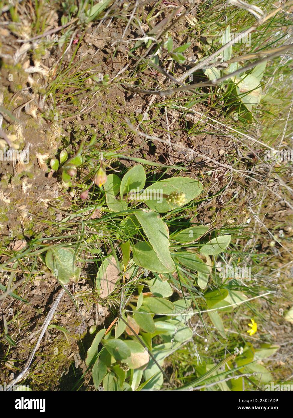 spring gold (Crocidium multicaule), Plantae, White Salmon, WA 98672 ...