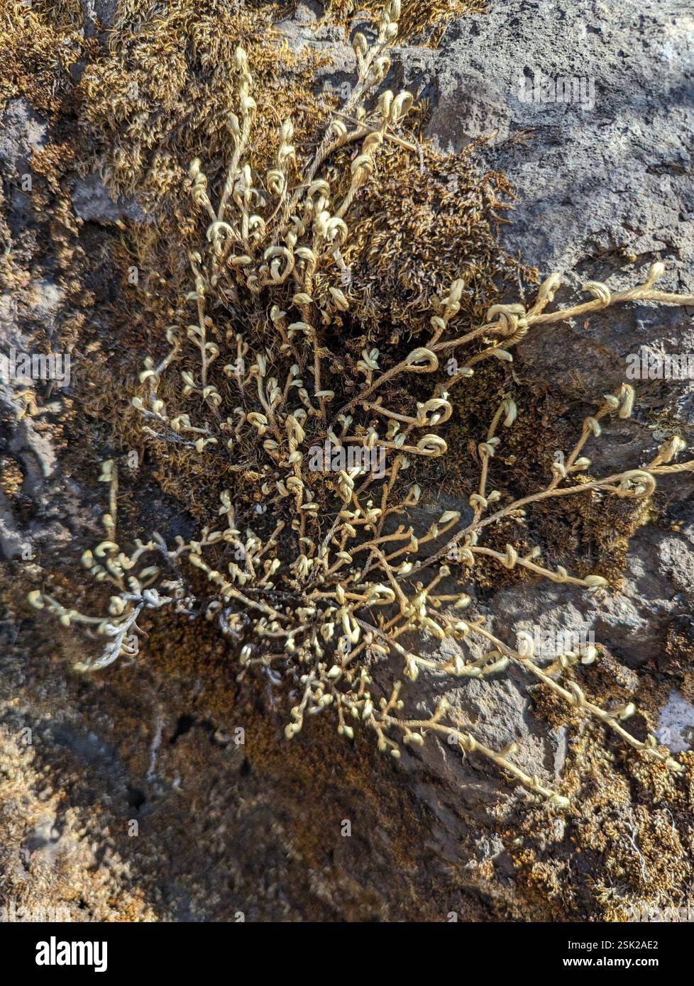 spikemosses (Selaginella), Plantae, Sololá, Guatemala Stock Photo - Alamy