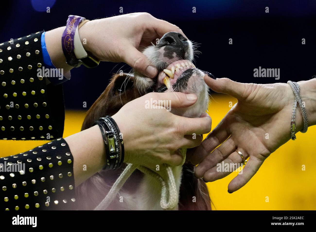 A handlers shows a judge an Irish Red and White Setter's teeth in the ...