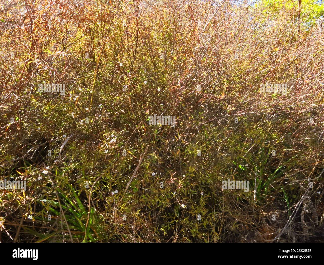Reeves spirea hi-res stock photography and images - Alamy