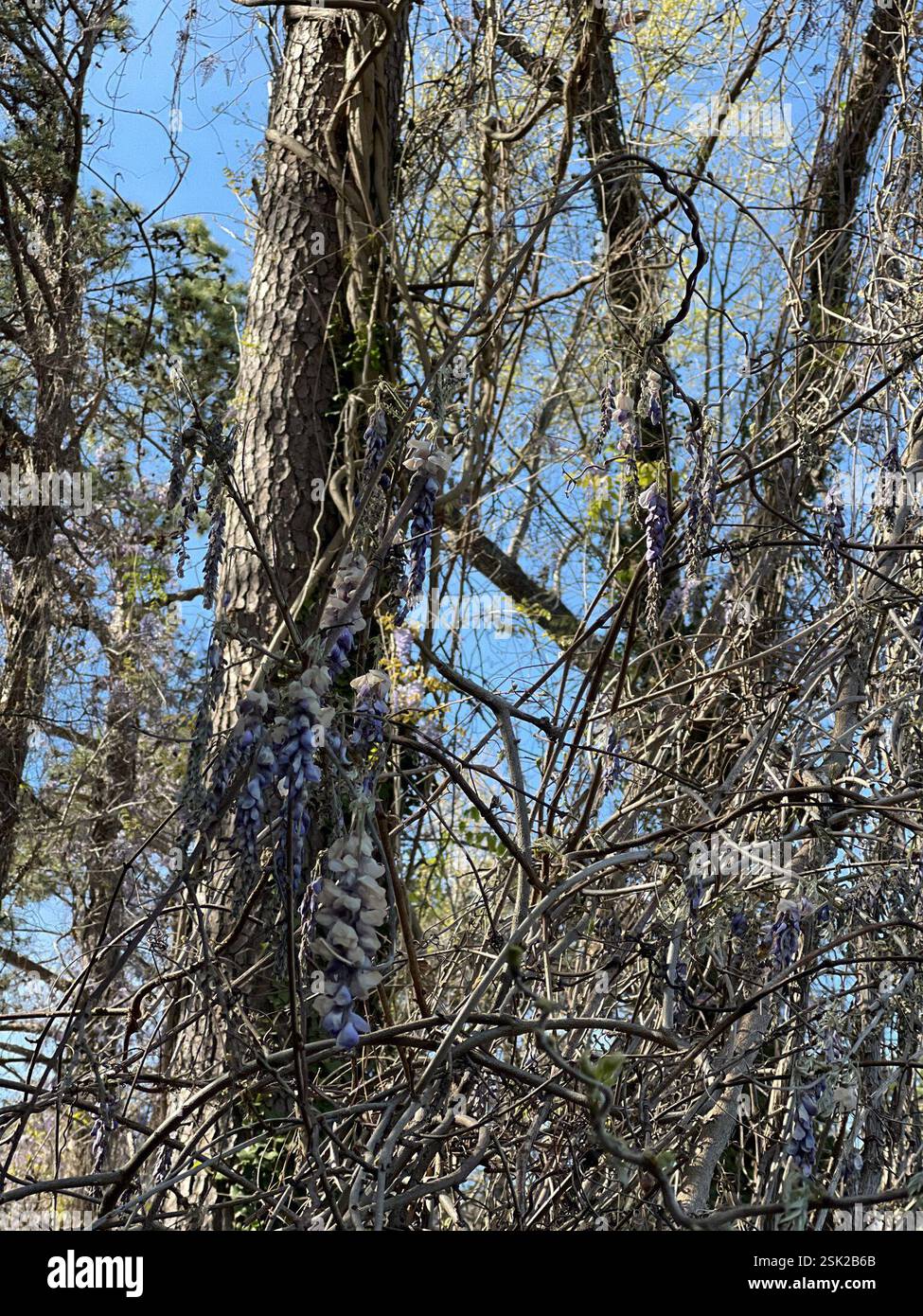 wisterias (Wisteria), Plantae, Kiwanis Park, Raleigh, NC, US, Hard to ...