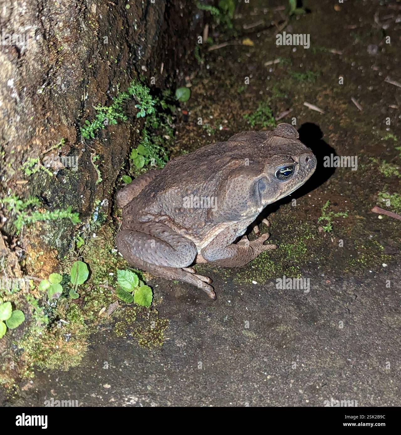 Giant Toad (Rhinella horribilis), Amphibia, Patulul, Guatemala Stock ...