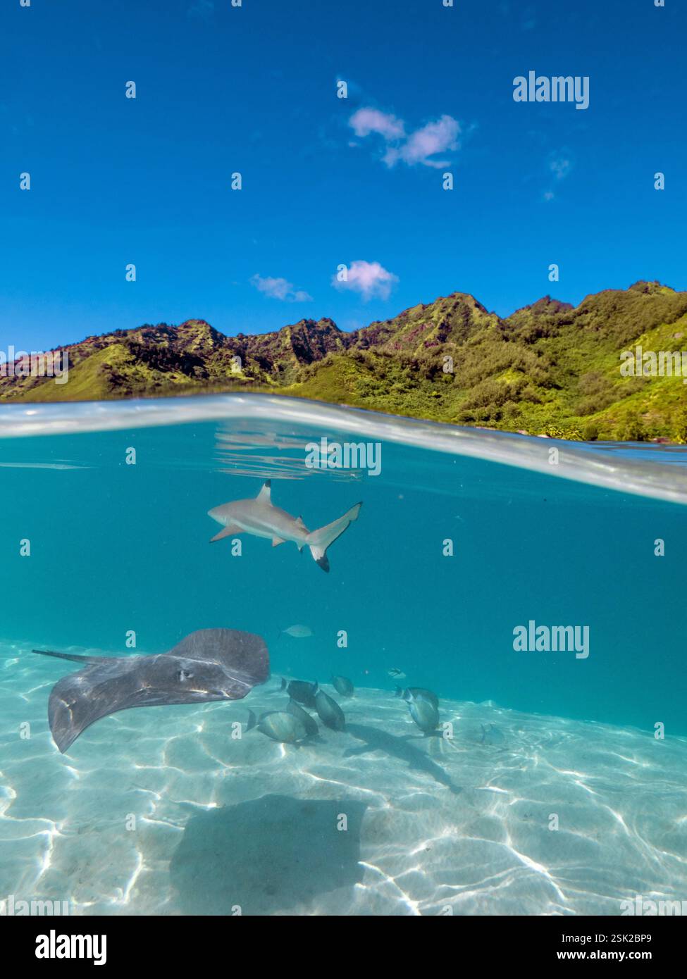 Lagoon in Moorea with reef sharks and stingrays Stock Photo - Alamy