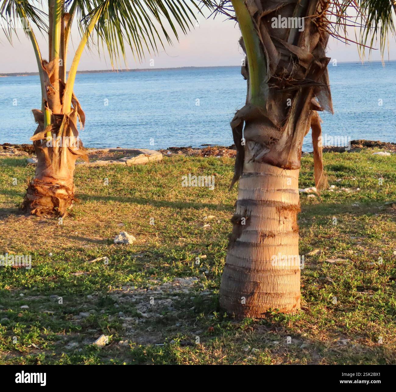 coconut palm (Cocos nucifera), Plantae, Matanzas, CU, Coconut Palm ...