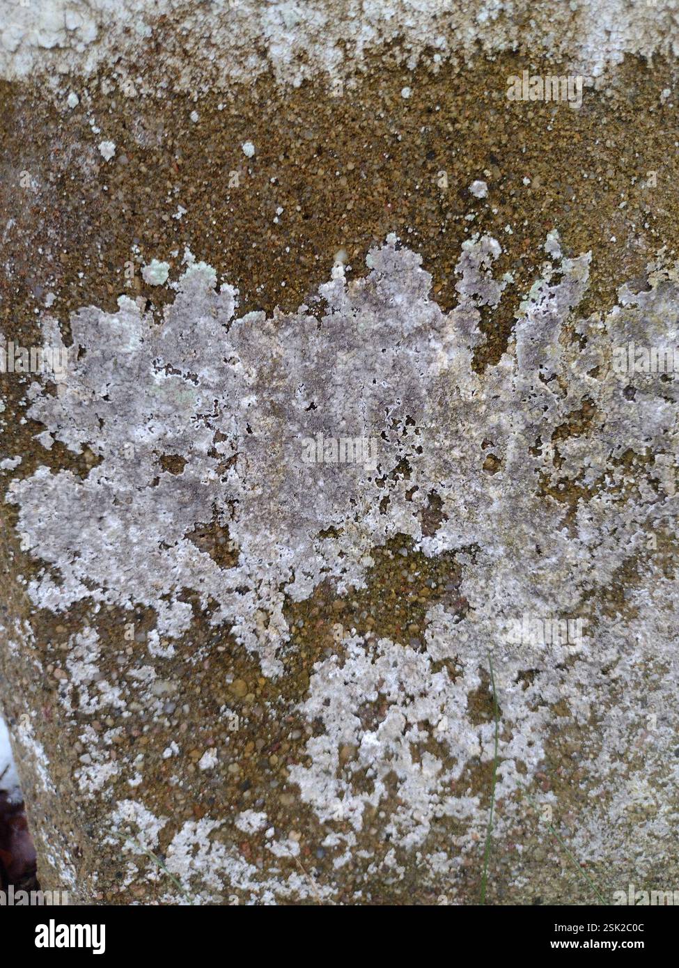 common lichens (Lecanoromycetes), Fungi, Lëpùsz, Wielki Kack, Gdynia ...