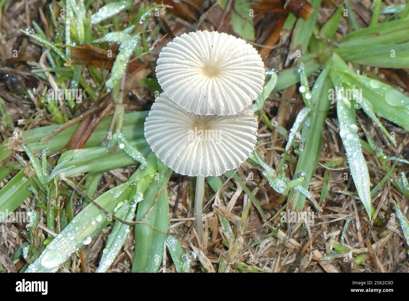 Brittlestems and Allies (Psathyrellaceae), Fungi, Thomas Macleod Park ...