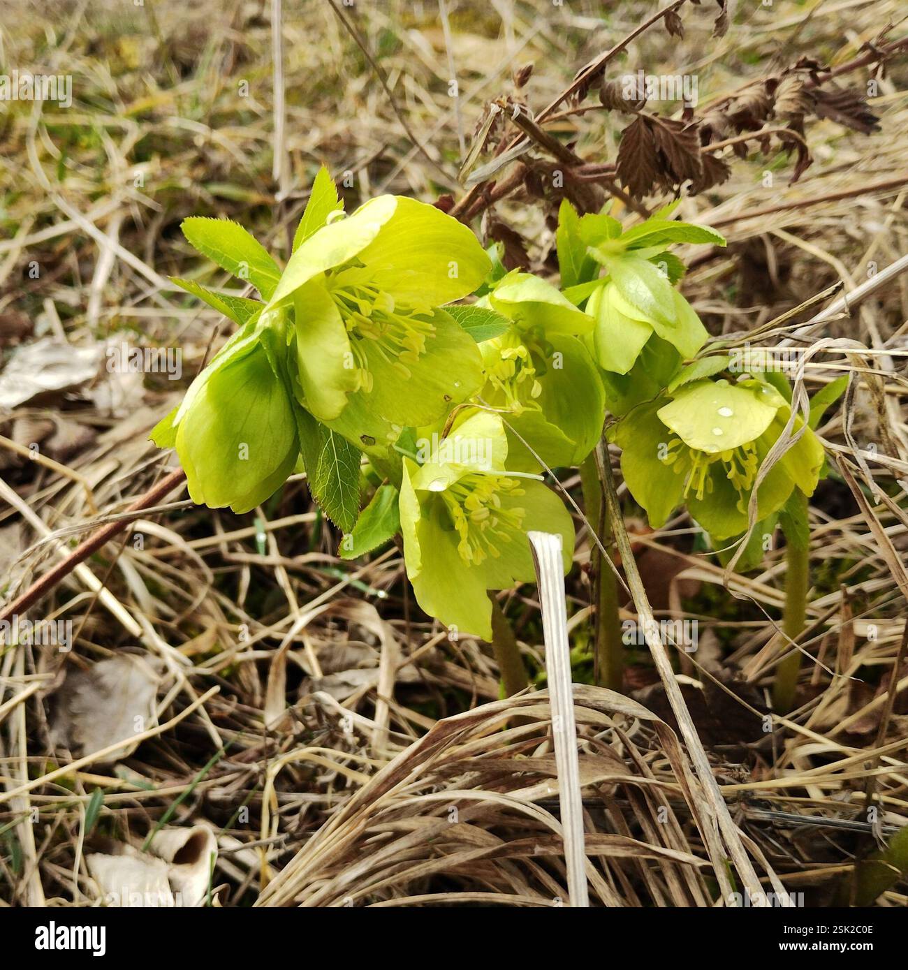 Sweet-scented Hellebore (Helleborus odorus), Plantae, Kosanin dol ...