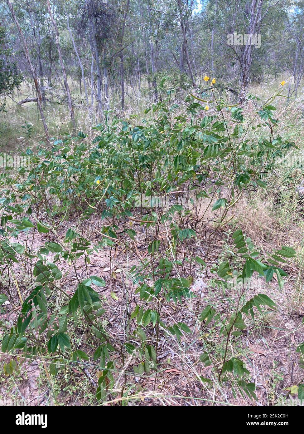 Coffee Senna (Senna occidentalis), Plantae, Duaringa, AU-QL, AU Stock ...