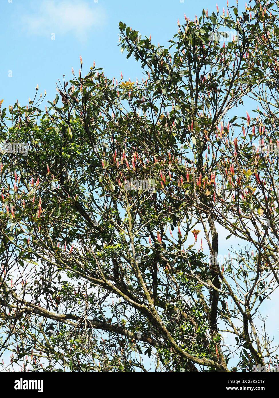 Red Machilus (Machilus thunbergii), Plantae, 台灣新北市 Stock Photo - Alamy