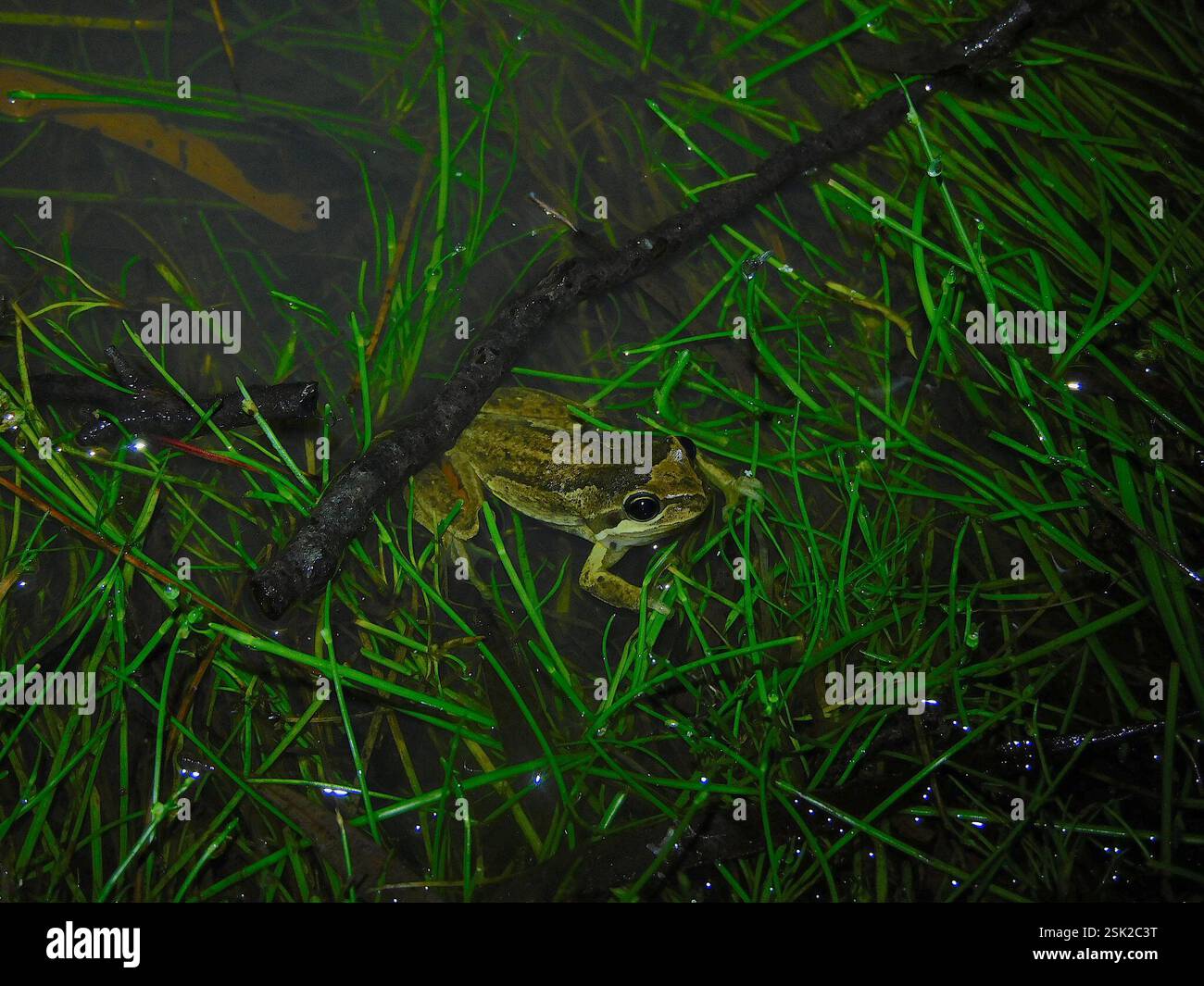 Brown Tree Frog (Litoria ewingii), Amphibia, Hobart TAS, Australia ...