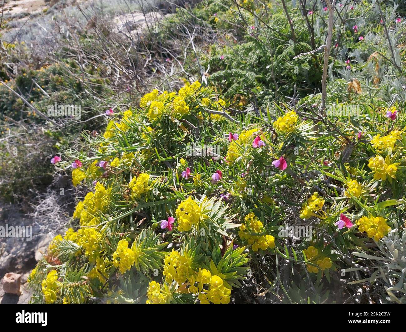 Crimson Pea (Lathyrus clymenum), Plantae, 353R+973, San Lavrencas ...