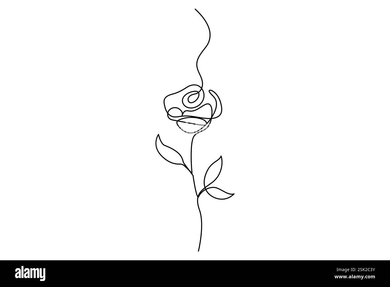 Continuous single line of rose flower drawing outline vector art ...
