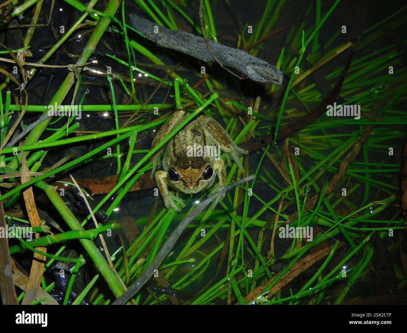 Brown Tree Frog (Litoria ewingii), Amphibia, Hobart TAS, Australia ...
