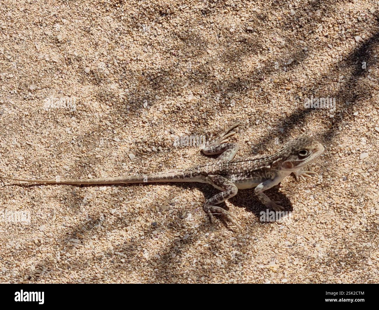 Painted Dragon (Ctenophorus pictus), Reptilia, Streaky Bay SA 5680 ...