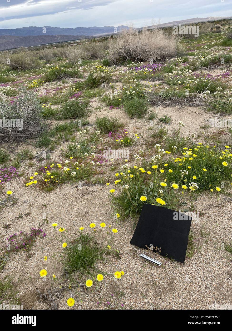 Redroot Cryptantha (Eremocarya micrantha), Plantae, Ocotillo Cir ...