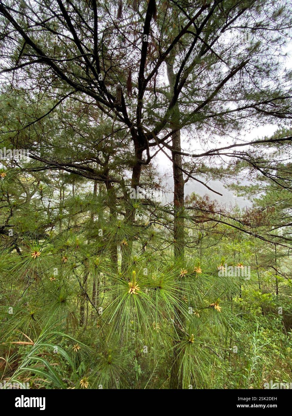 Khasi pine (Pinus kesiya), Plantae, Luzon, Bontoc, Mountain Province ...