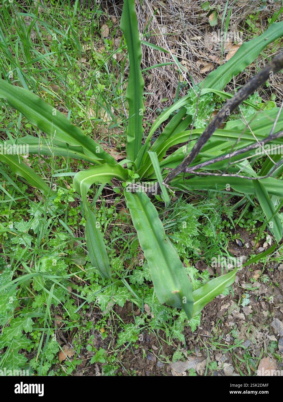 wavy-leafed soap plant (Chlorogalum pomeridianum), Plantae, Stevens ...