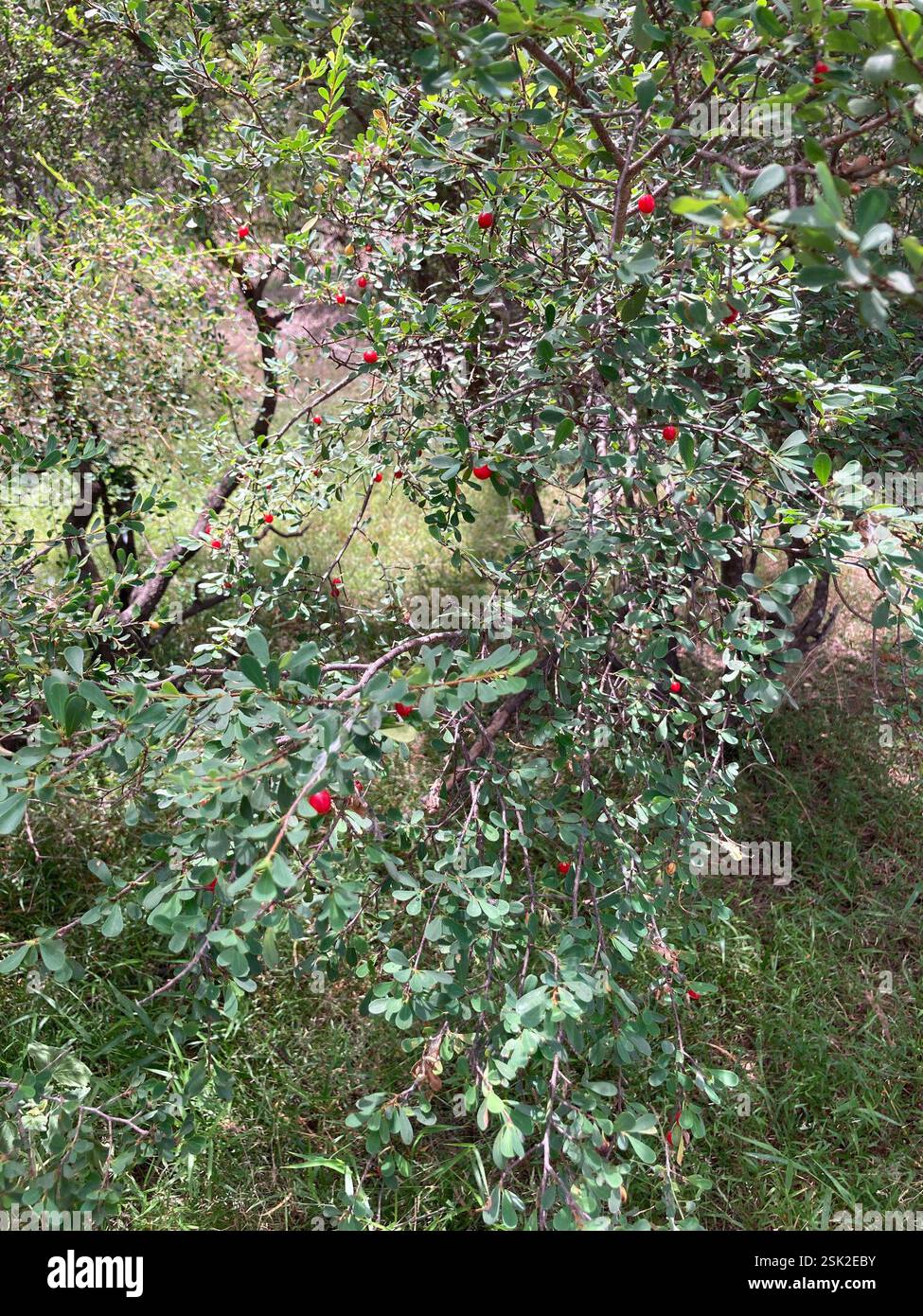 coca trees (Erythroxylum), Plantae, Bluff, QLD, AU Stock Photo - Alamy