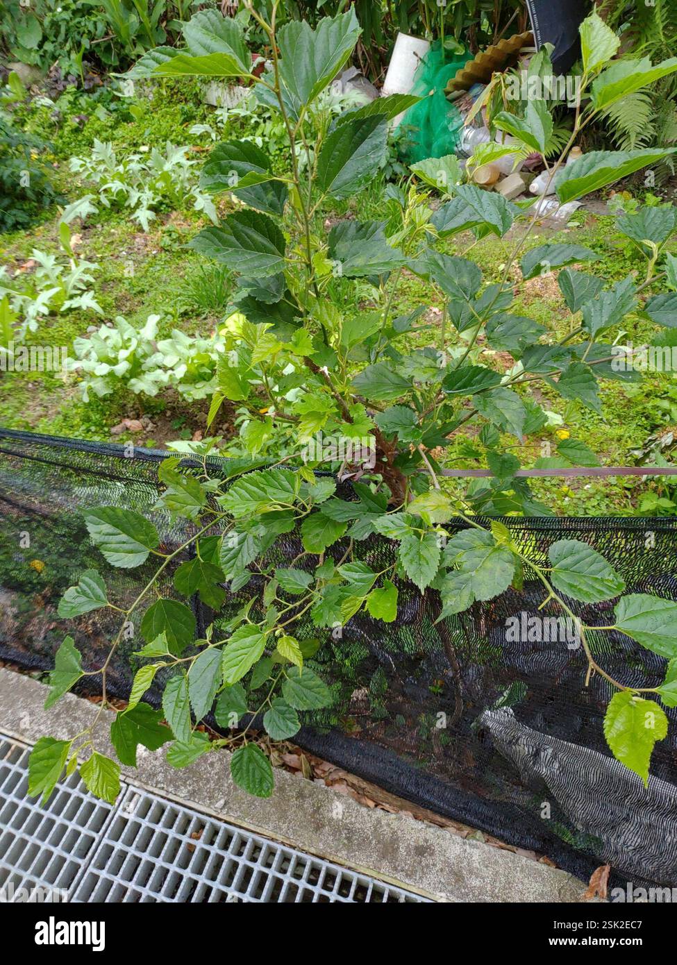 Korean mulberry (Morus indica), Plantae, 231, Taiwan, 新北市新店區中山里 Stock ...