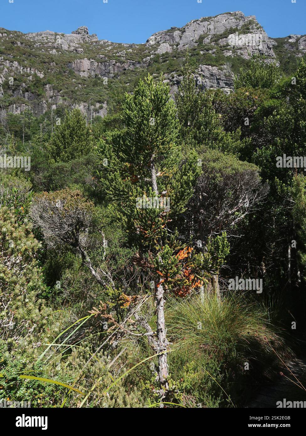 King Billy pine (Athrotaxis selaginoides), Plantae, Winterbrook Falls ...