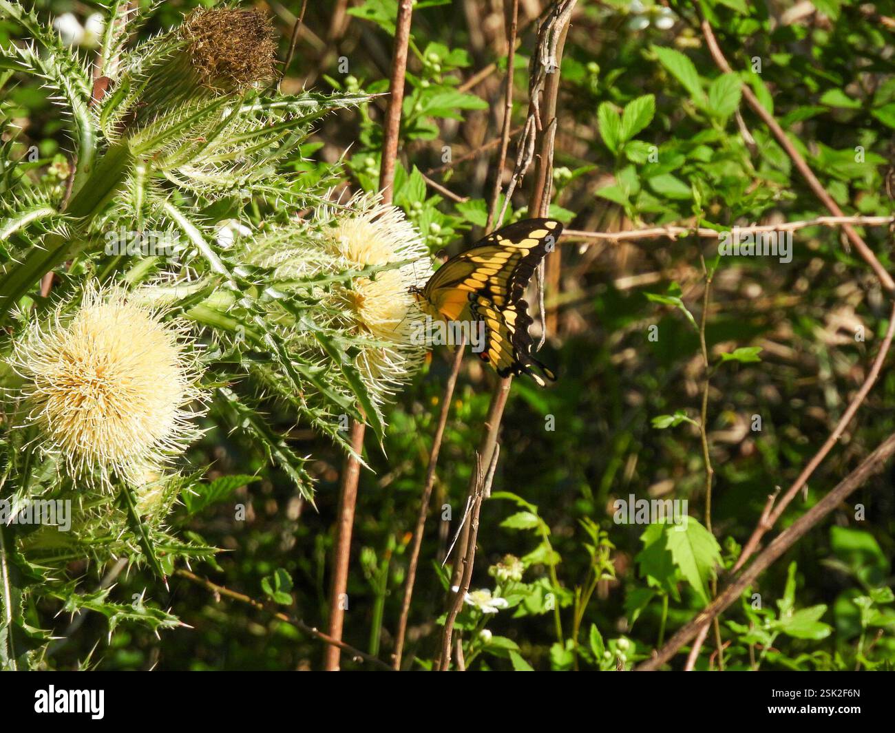 Eastern Giant Swallowtail (Heraclides cresphontes), Insecta, Challenger ...