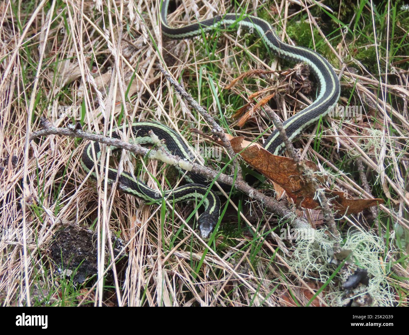 Common Garter Snake (Thamnophis sirtalis), Reptilia, View Royal, BC ...