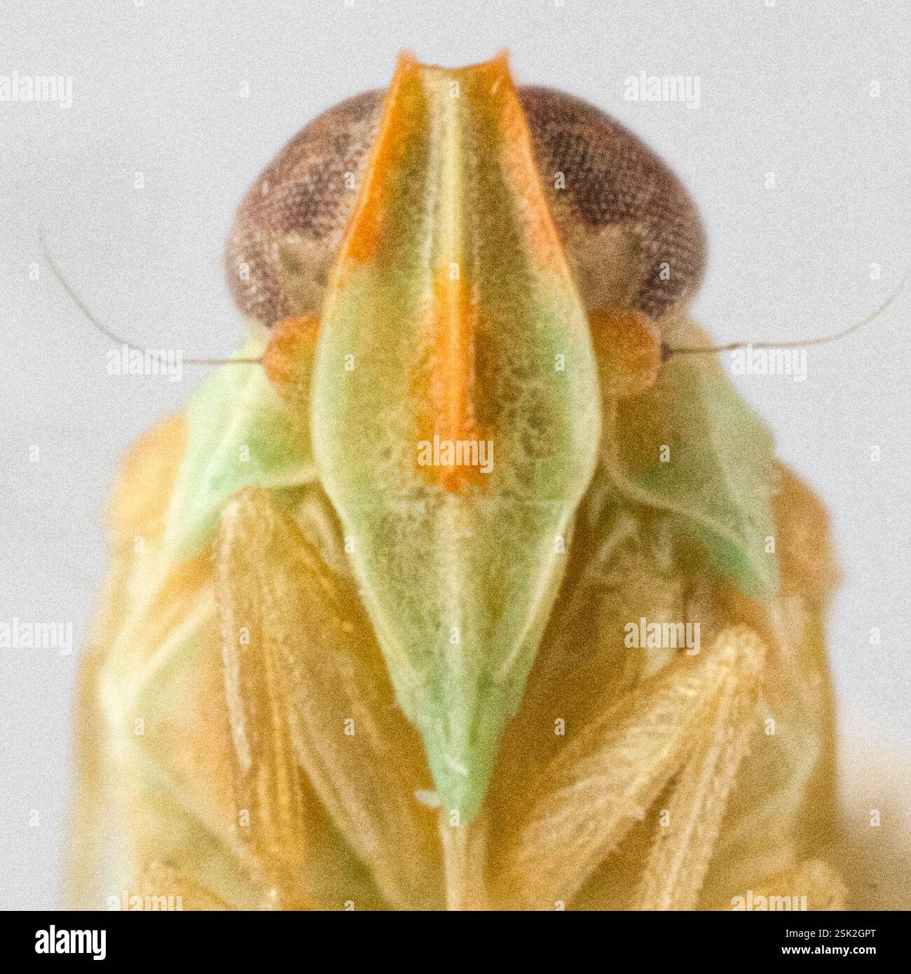 (Haplaxius spanglerorum), Insecta, Tingo María 10131, Peru, This is a ...