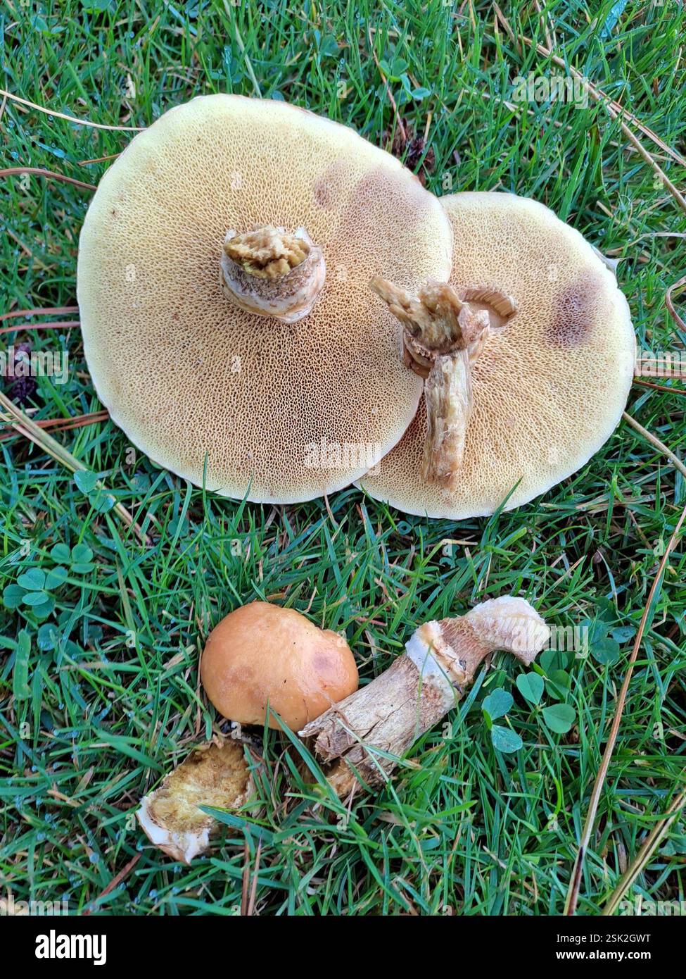 Purple-veiled Slippery Jack (Suillus luteus), Fungi, Invercargill, NZ ...