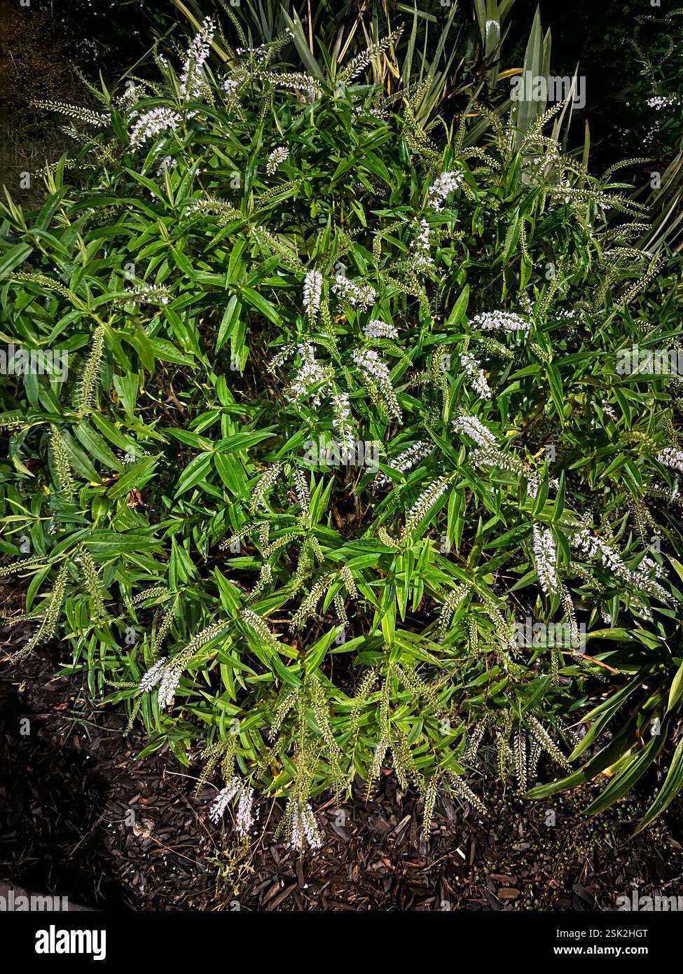 Koromiko (Veronica stricta), Plantae, North Island, Papakura, Auckland ...